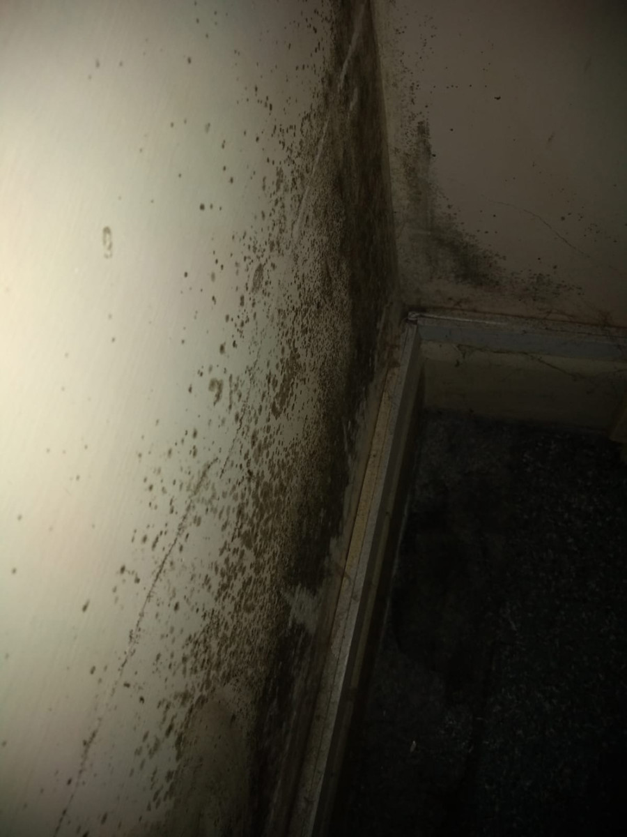 Damp & Mould | Nova Surveyors
